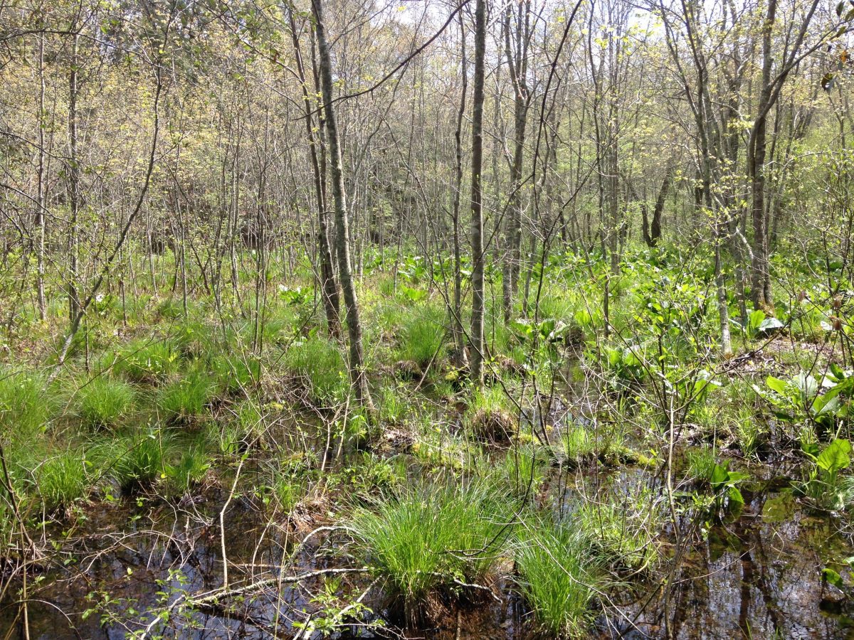 North Eagleville Tract | UConn Forest